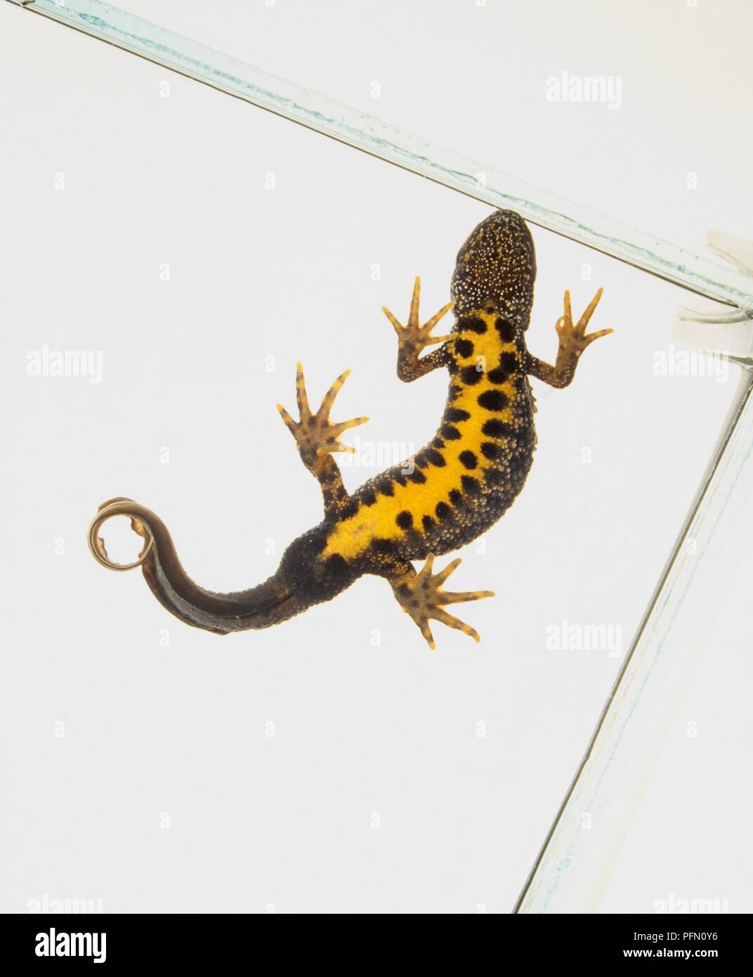 Female Great Crested Newt (Triturus cristatus) seen from below Stock ...