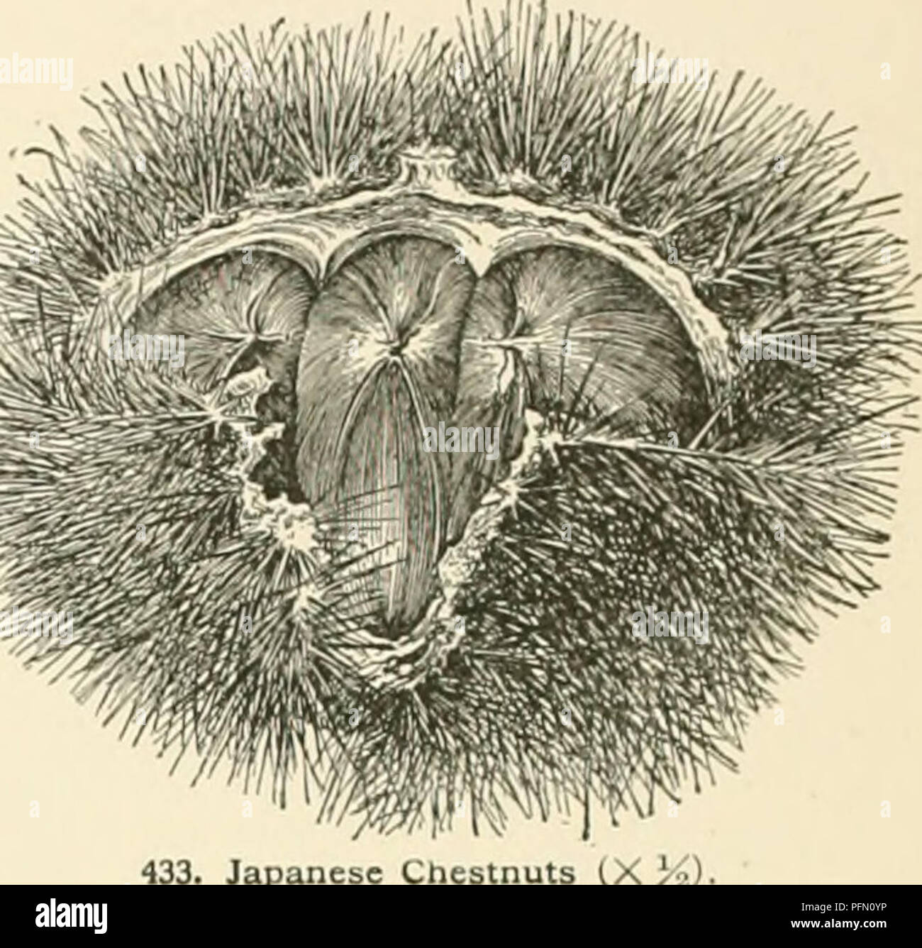 This encyclopedic work offers cultivation tips for a wide variety of ...