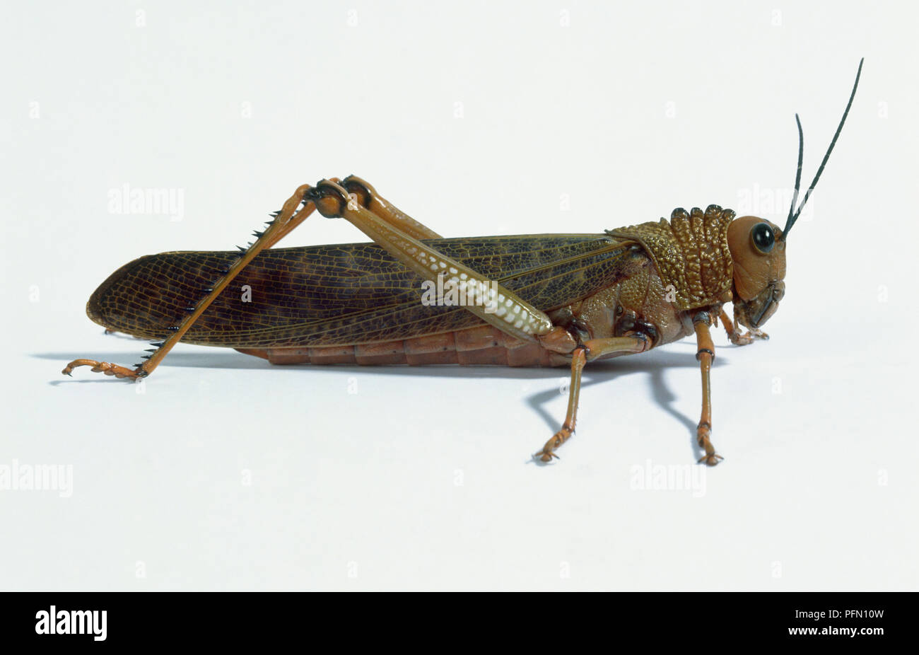 Insect locust hi-res stock photography and images - Alamy
