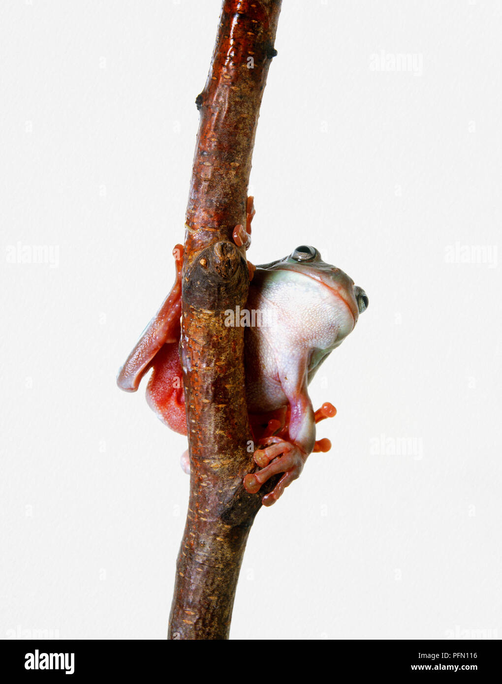 Clinging to tree branch hi-res stock photography and images - Alamy