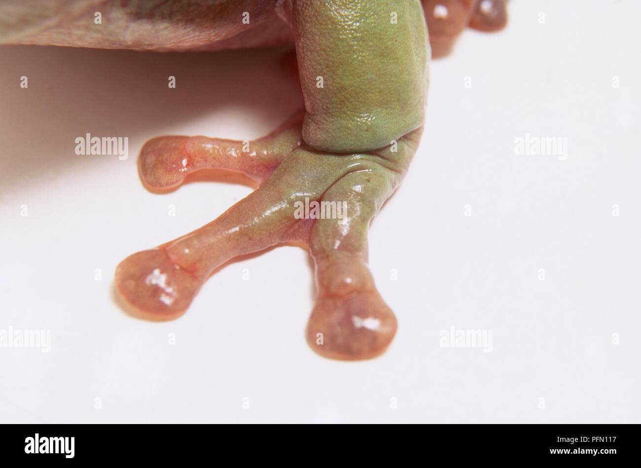 Foot of White's tree frog (Litoria caerulea), close-up Stock Photo - Alamy
