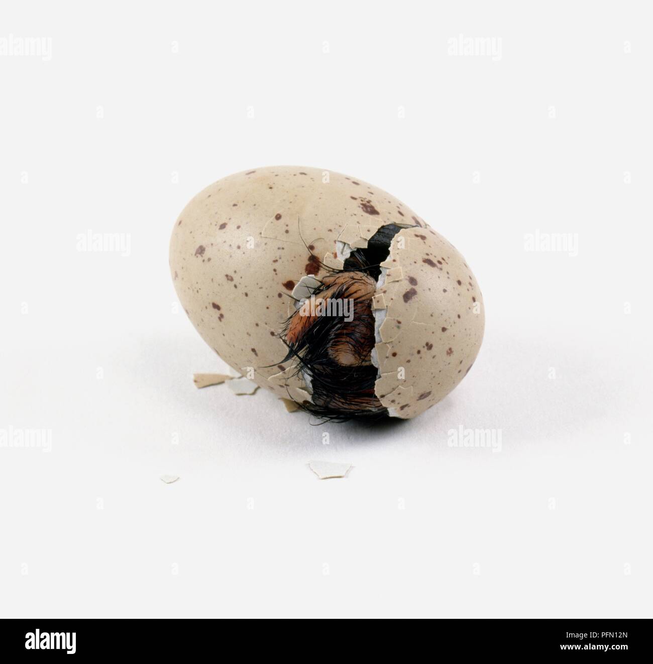 Brown egg crack image hi-res stock photography and images - Alamy