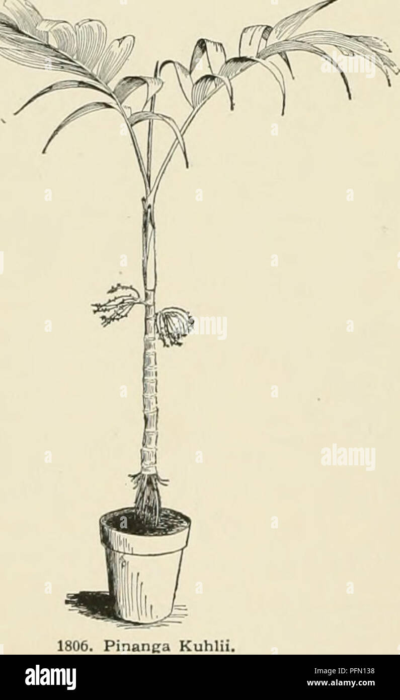 Pimento tree hi-res stock photography and images - Alamy