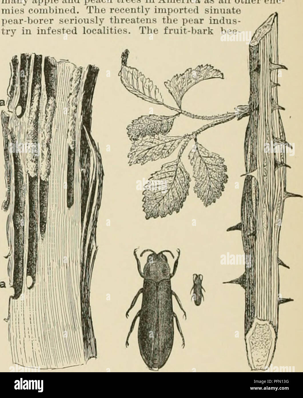 Little maggots hi-res stock photography and images - Alamy