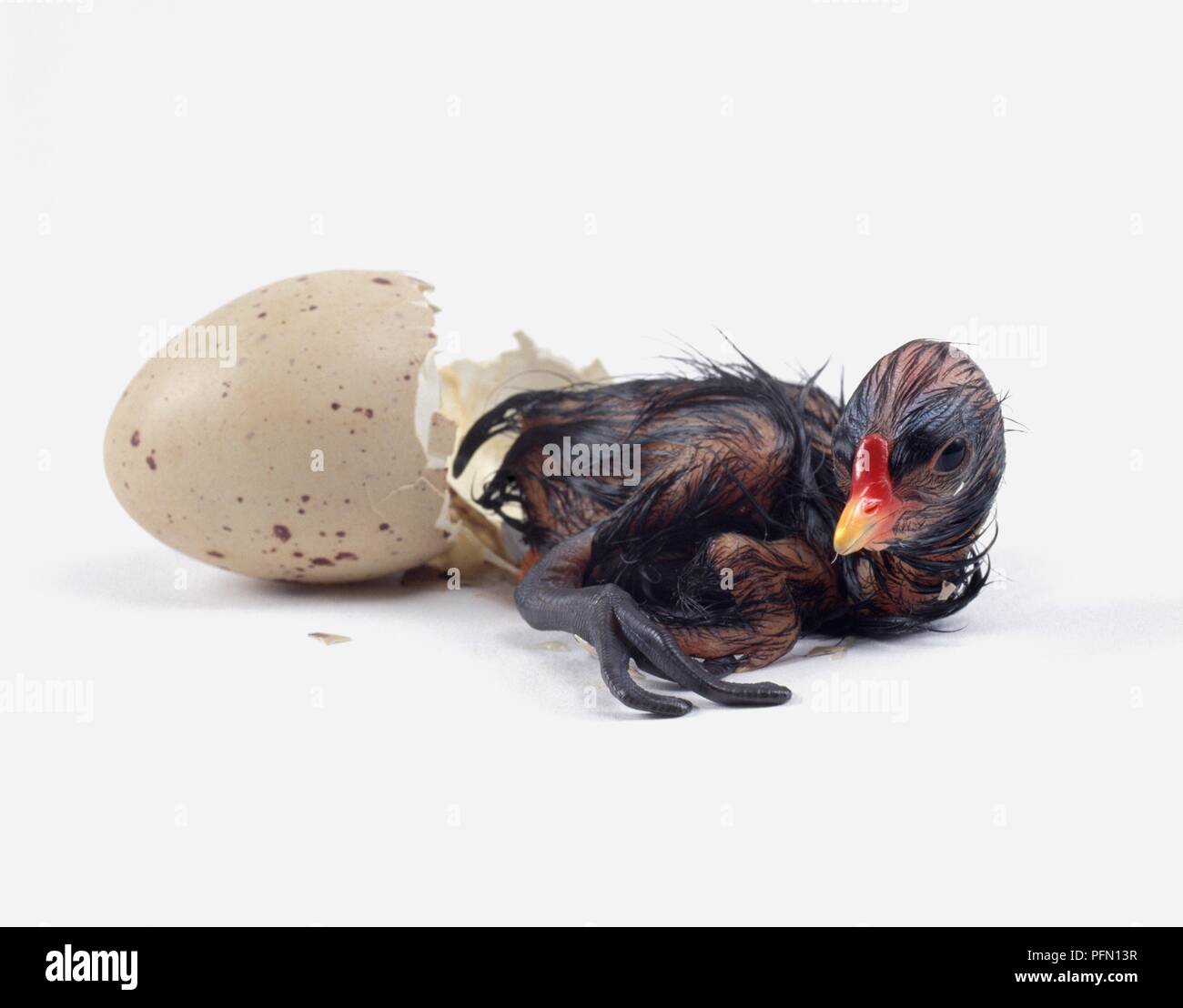 Moorhen egg hi-res stock photography and images - Alamy