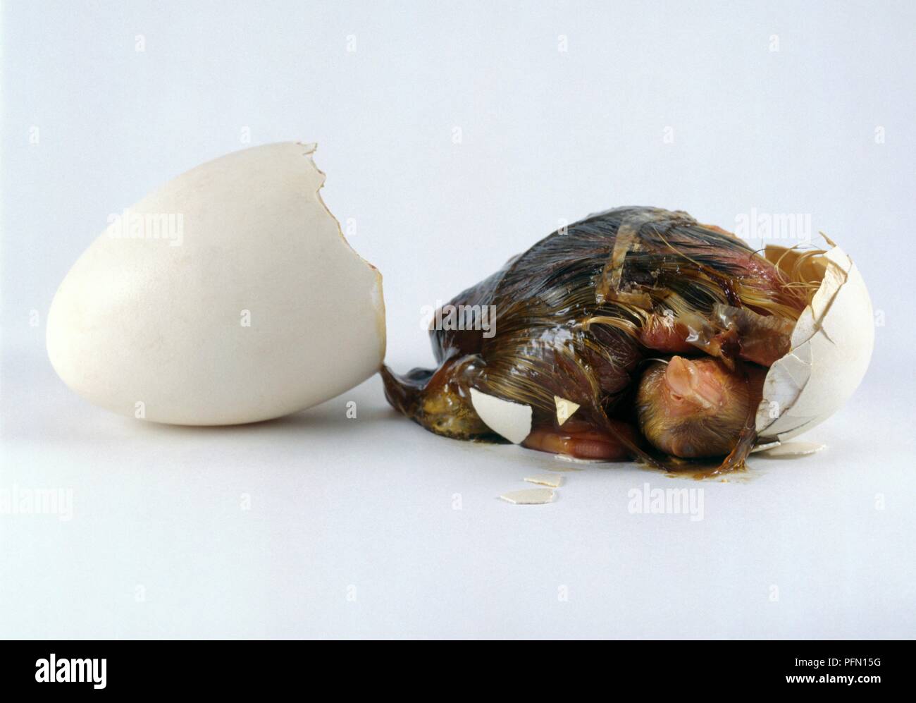 Goose egg hatching hi-res stock photography and images - Alamy