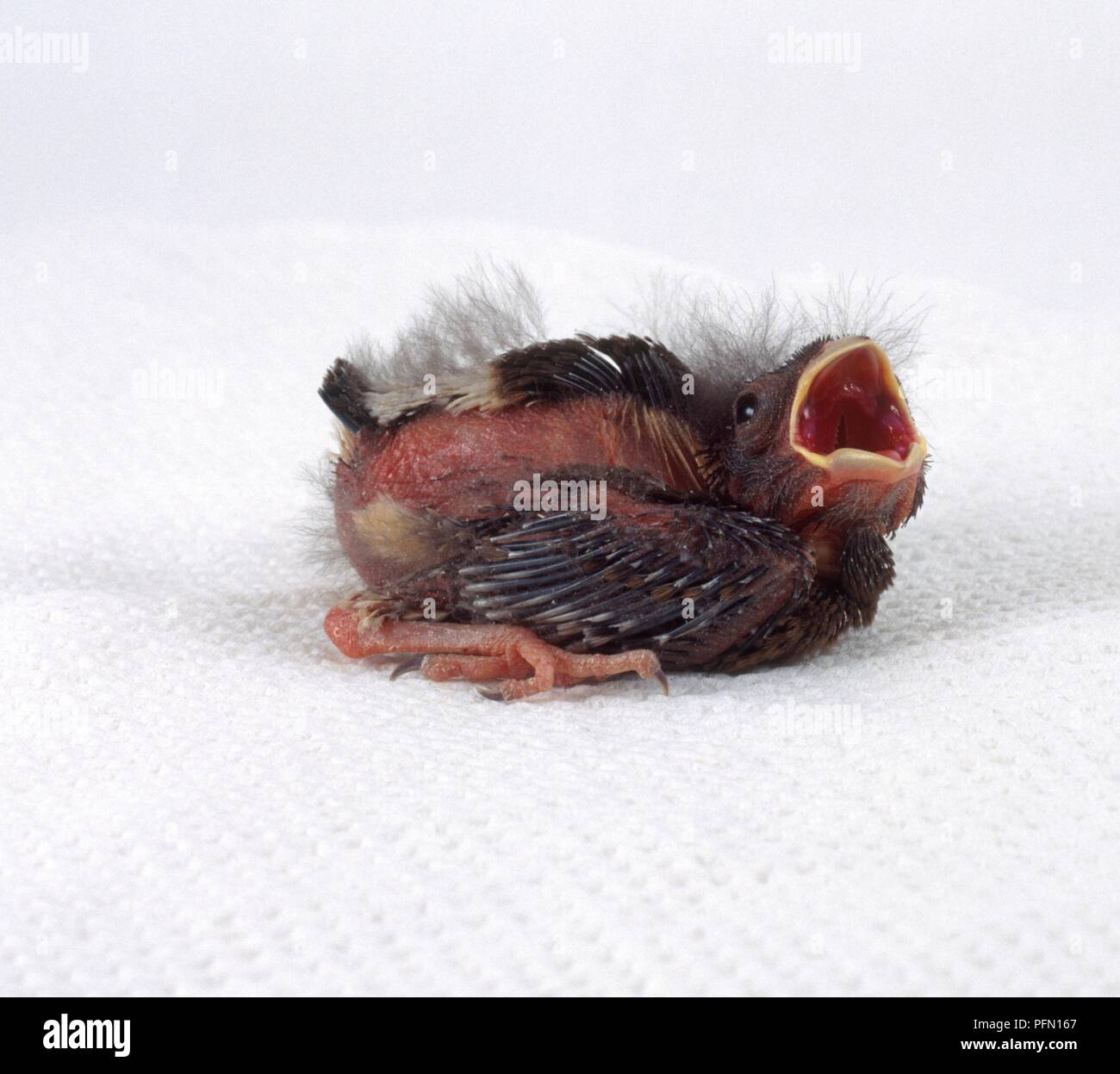 Wide open hi-res stock photography and images - Alamy