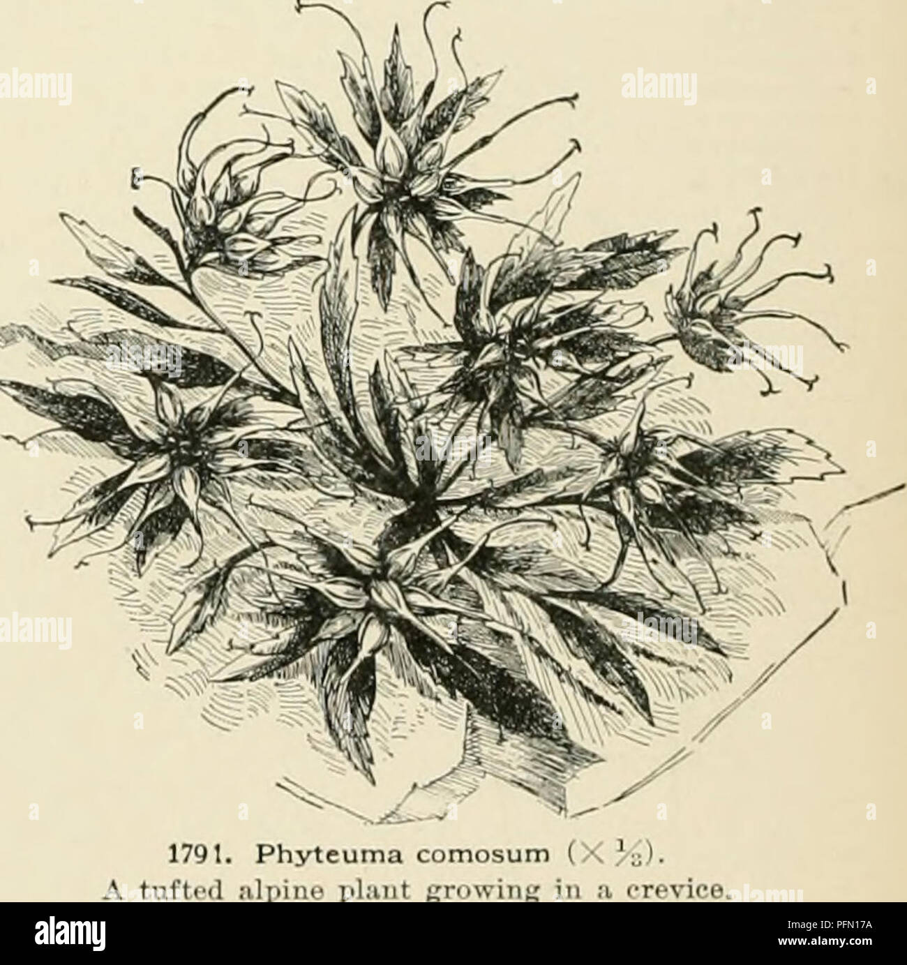 This entry describes Physocarpus, a shrub species distinguished by its ...