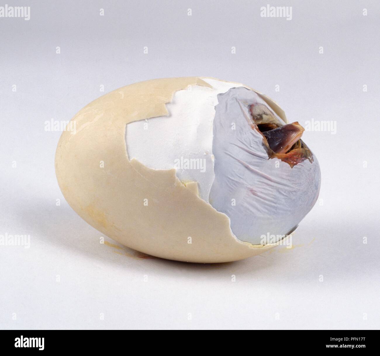 Duck egg shell hi-res stock photography and images - Alamy