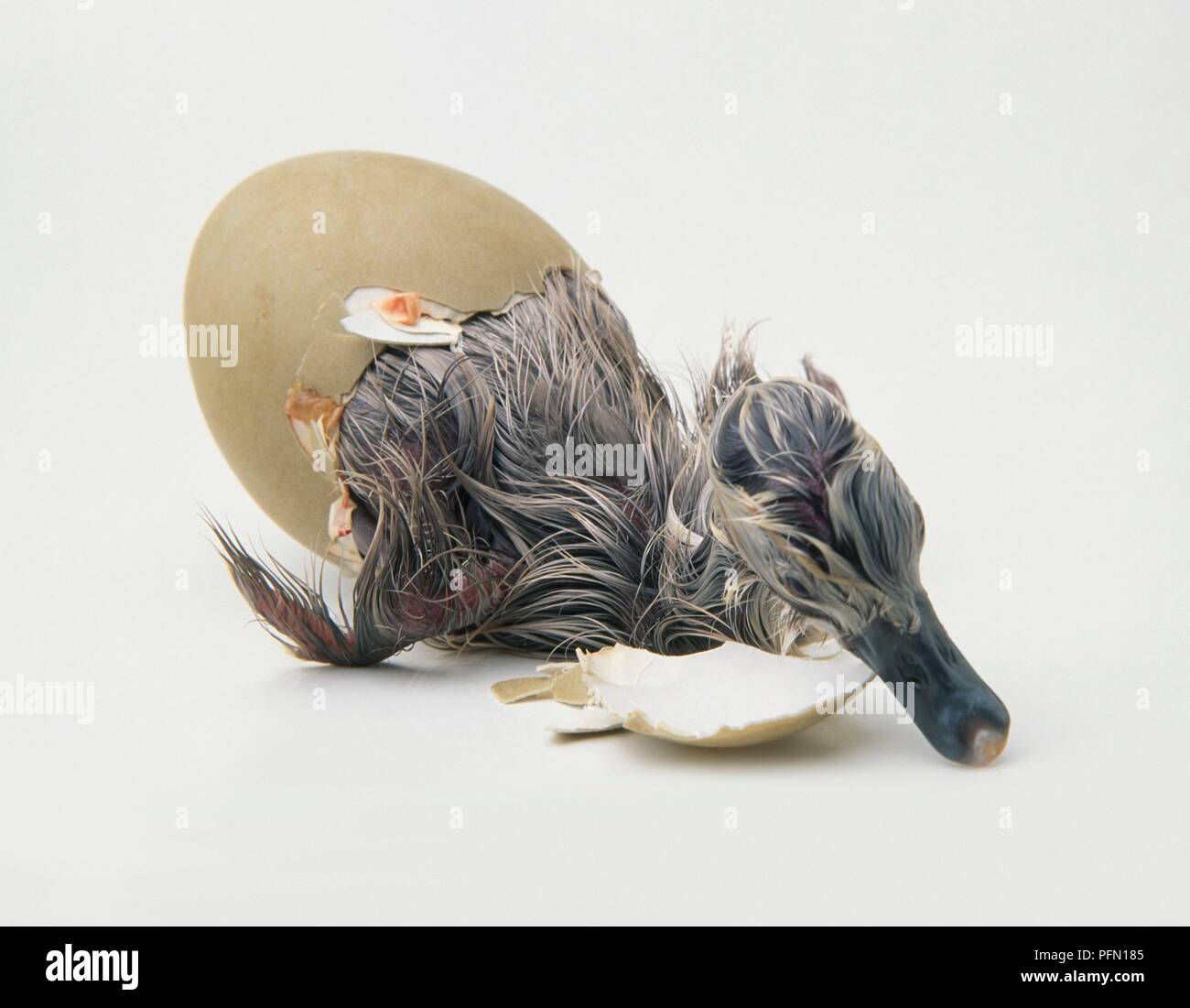 Hatching cygnet hi-res stock photography and images - Alamy