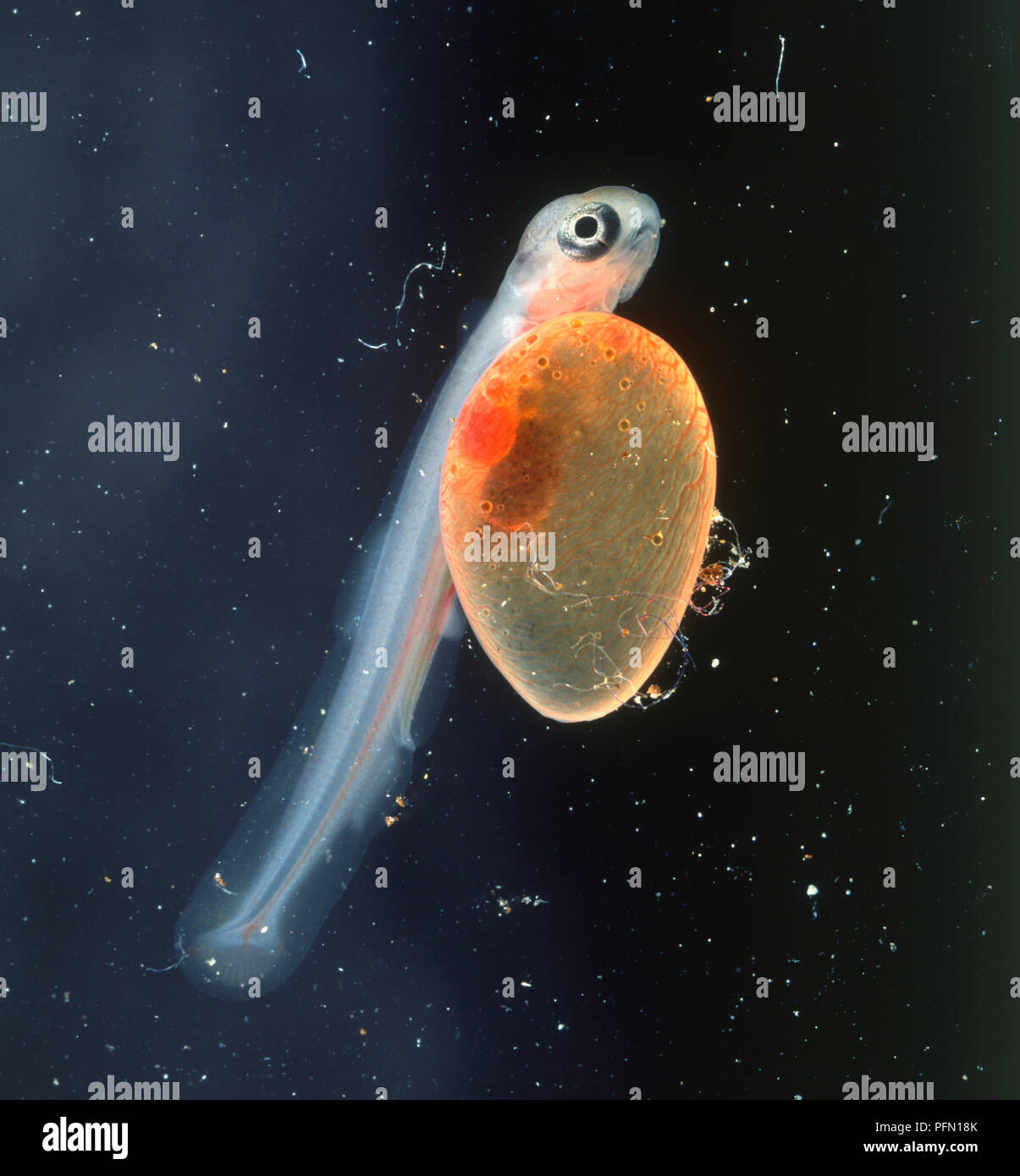 Yolk sac hi-res stock photography and images - Alamy