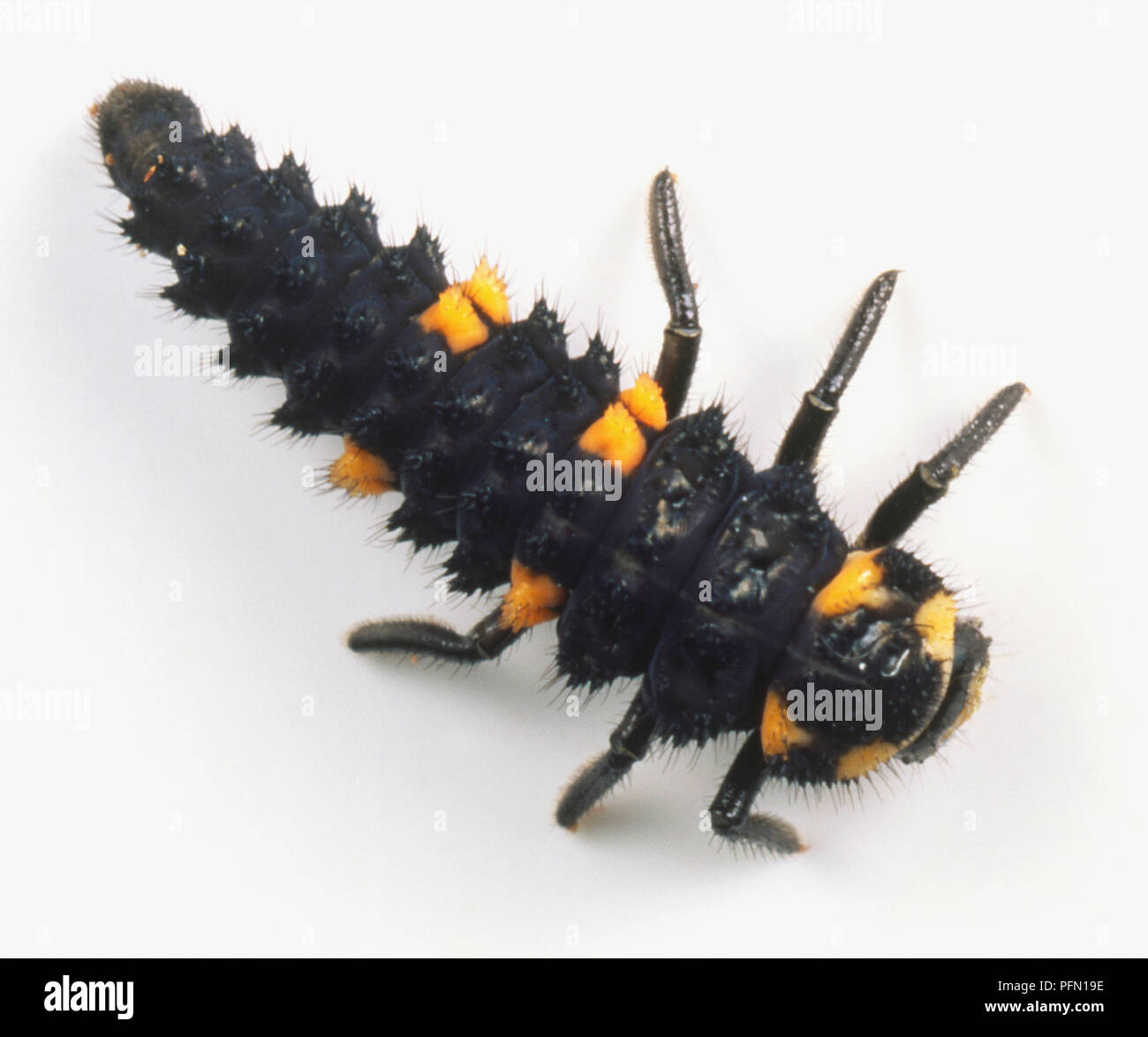 Black and orange Ladybird larva with six legs Stock Photo - Alamy