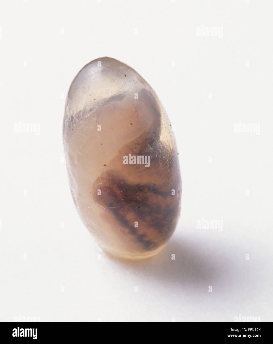 Curled Slug High Resolution Stock Photography and Images - Alamy