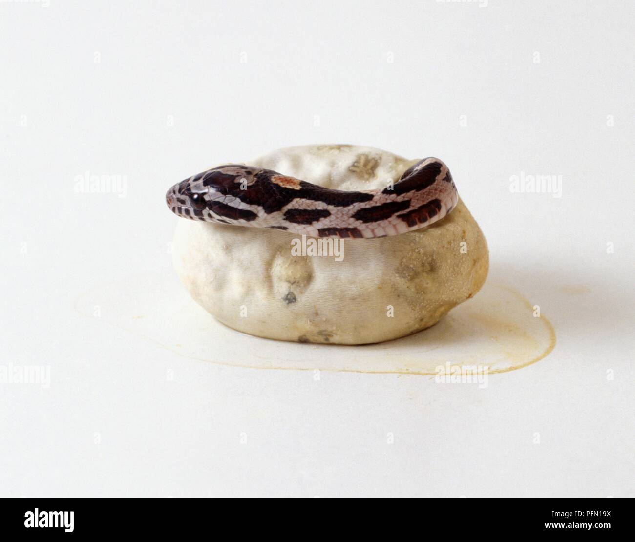 Corn snake (Elaphe guttata) poking out of egg shell Stock Photo - Alamy
