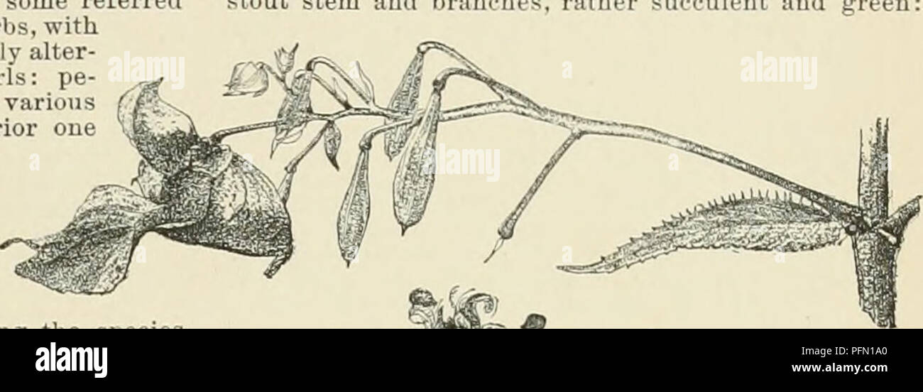 Immortelles Stock Photos & Immortelles Stock Images - Alamy