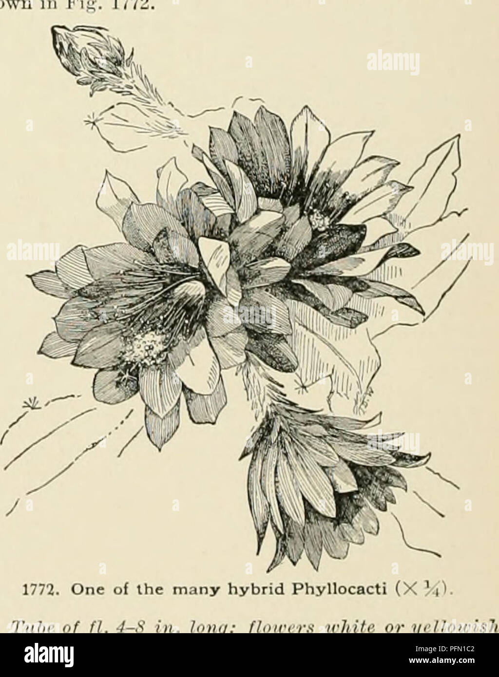 Distichous hi-res stock photography and images - Alamy