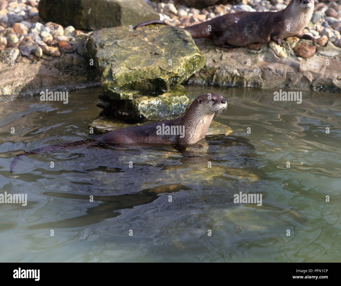 An otter sitting in the water, another otter at the edge of the pond ...