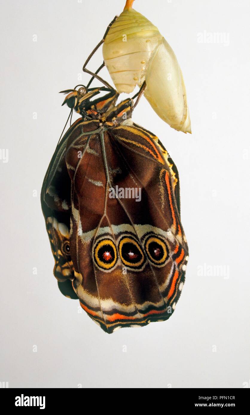 Blue morpho butterfly (Morpho peleides) newly hatched, holding onto ...