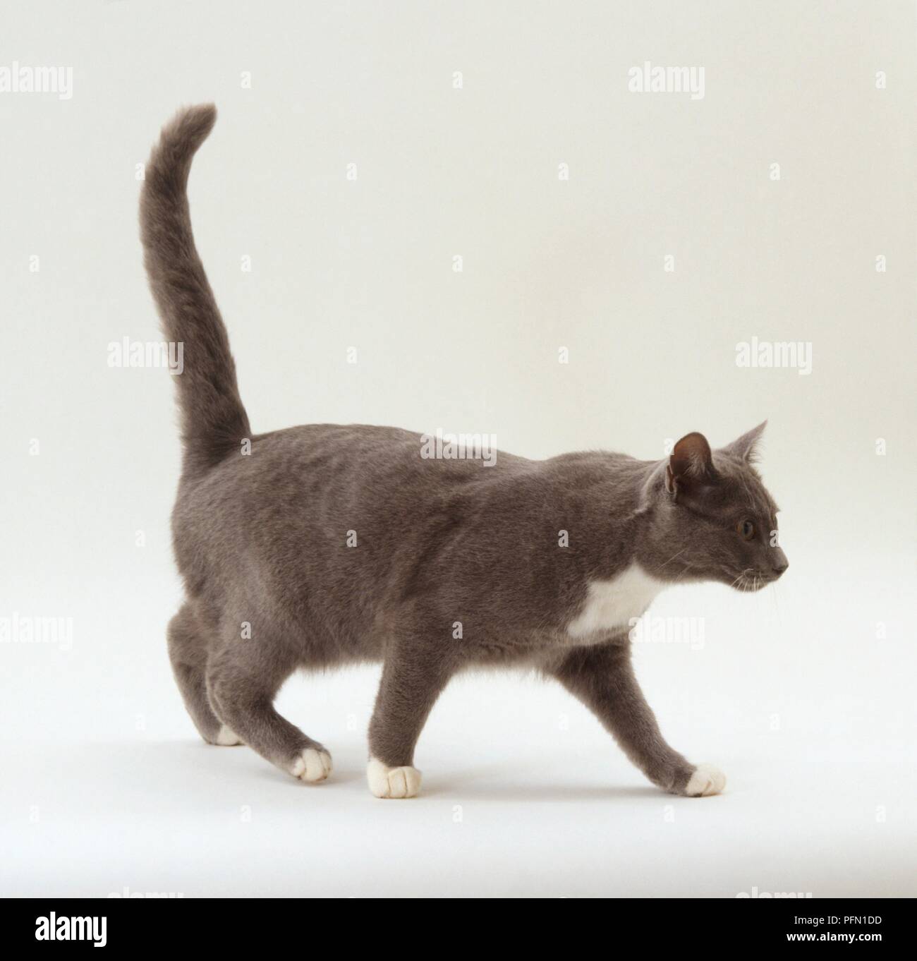 Cat Hissing Side View