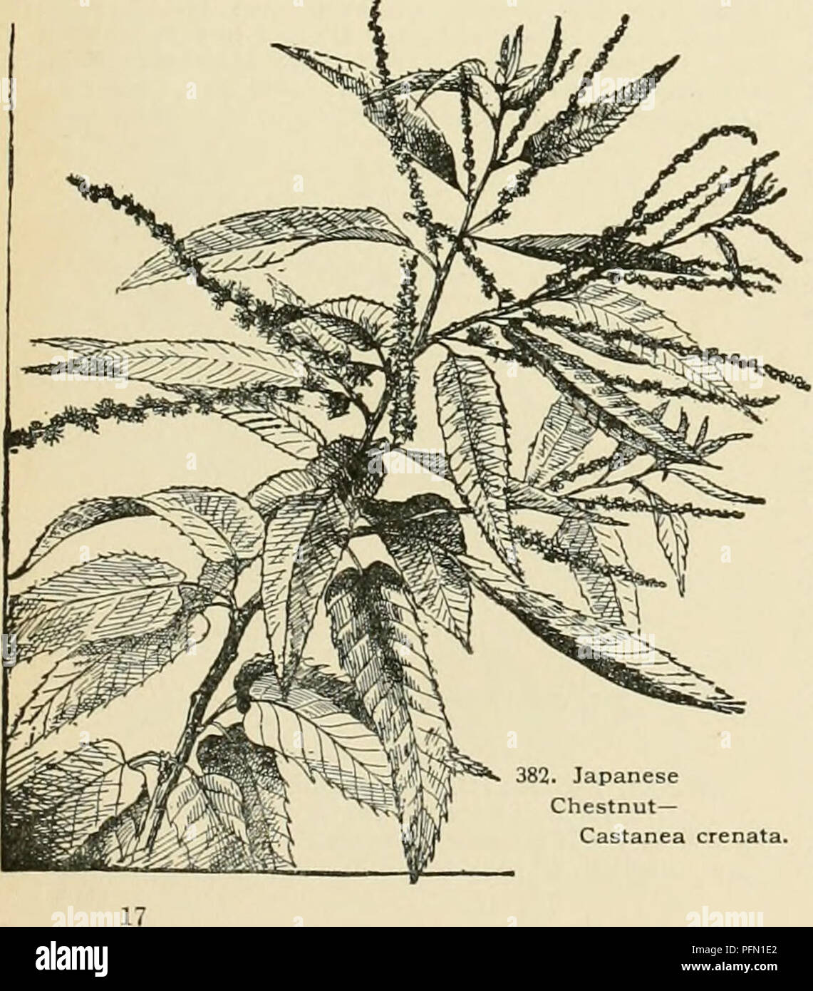 Castanea crenata hi-res stock photography and images - Alamy