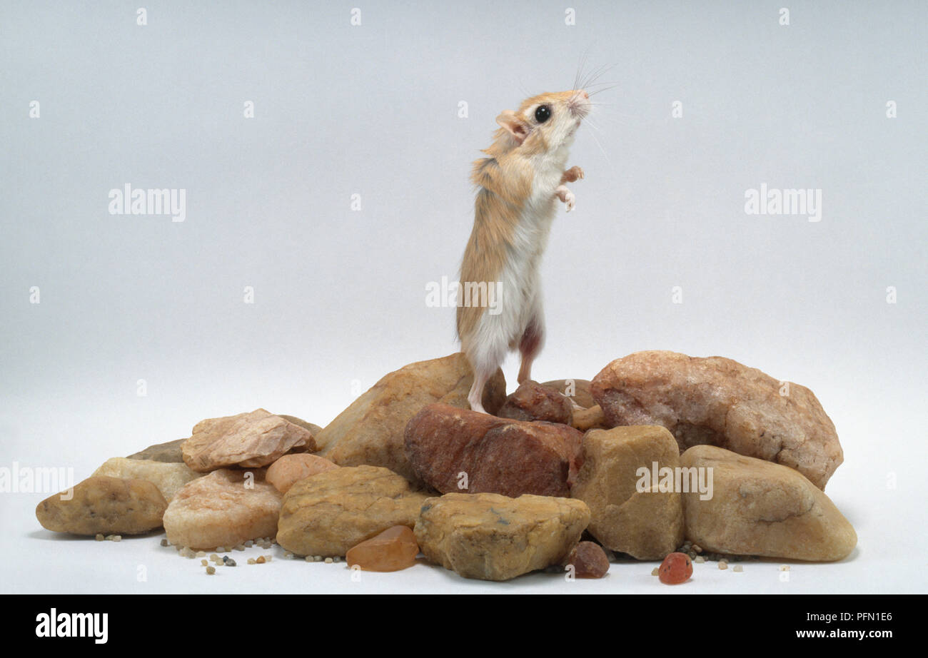 Gerbil standing upright on mound of rocks, close-up, side view Stock ...
