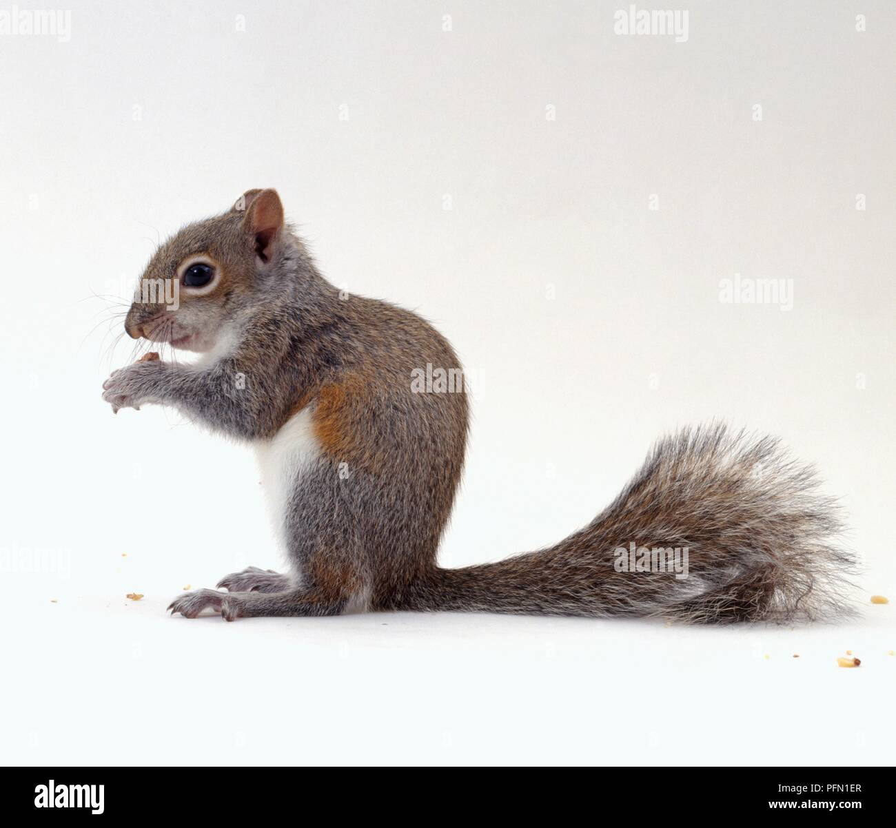 Squirrel holding nut hi-res stock photography and images - Alamy