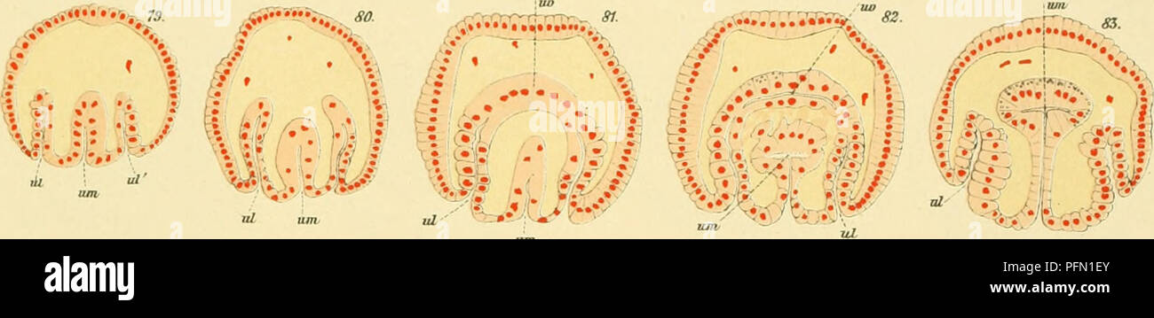 The work presents a detailed exploration of insect embryology, focusing ...