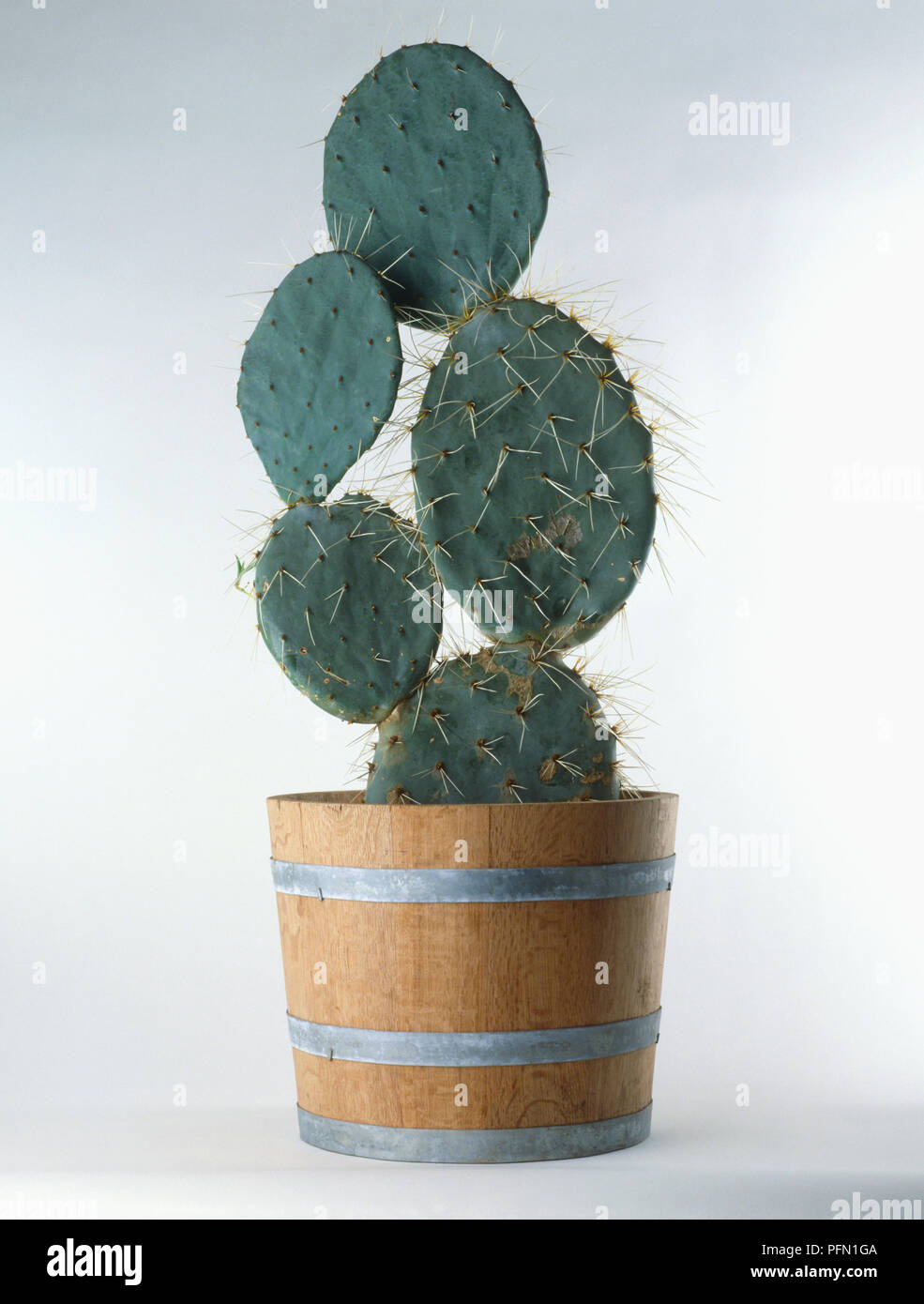 Pear shaped pot hi-res stock photography and images - Alamy