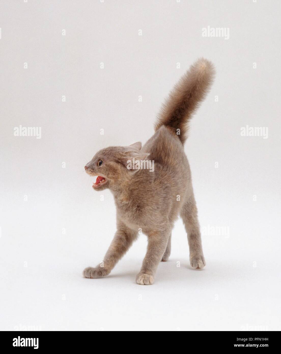 Tail raised hi-res stock photography and images - Alamy