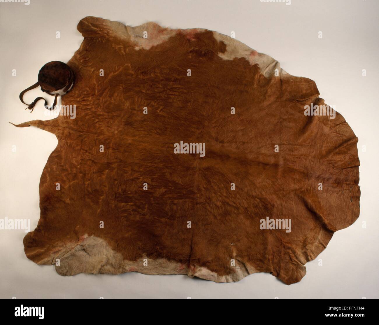 Buffalo skin and water bottle Stock Photo - Alamy