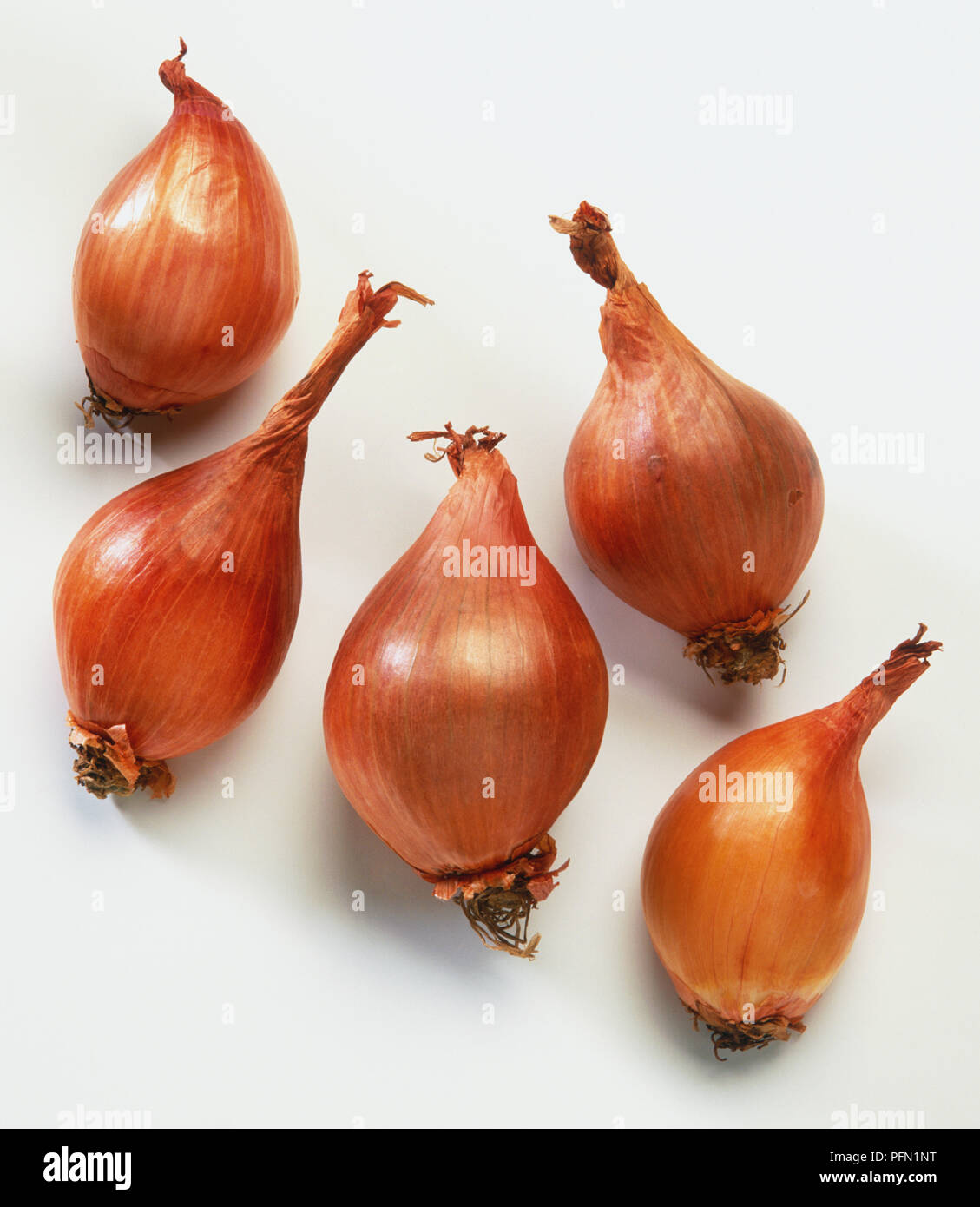 Allium ascalonicum hi-res stock photography and images - Alamy