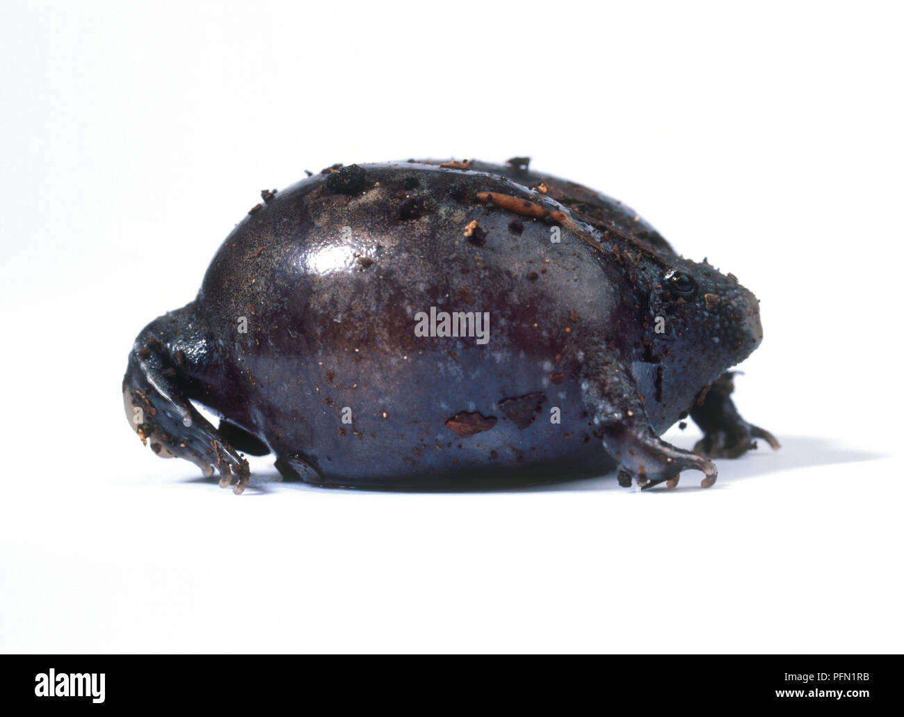 Mexican burrowing toad (Rhinophrynus dorsalis), inflated Stock Photo ...