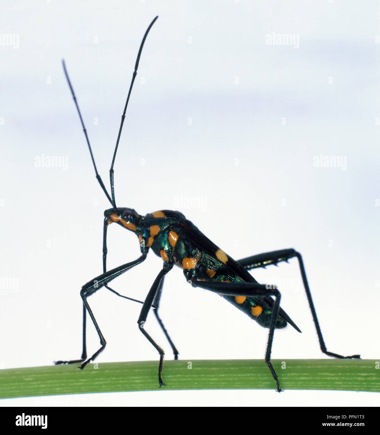 Black Long-Horned beetle with orange spots, long jointed legs, and ...