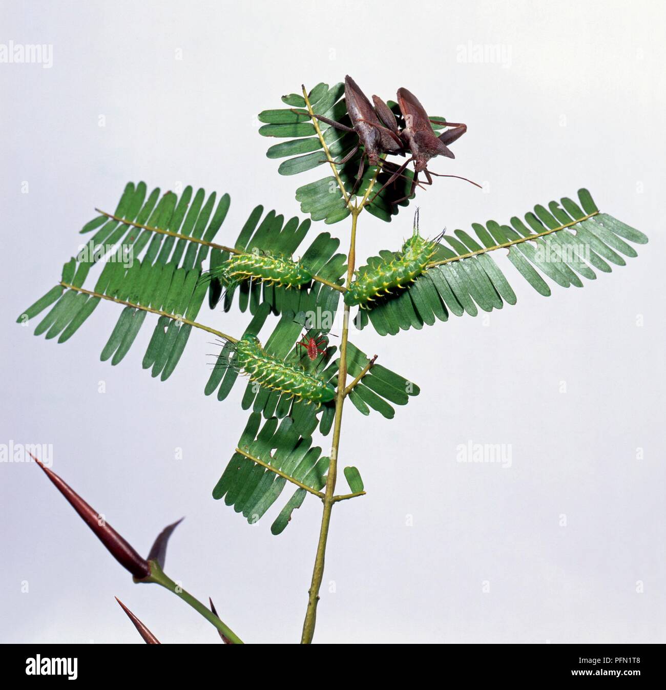 Moths and caterpillars on host plant Stock Photo - Alamy