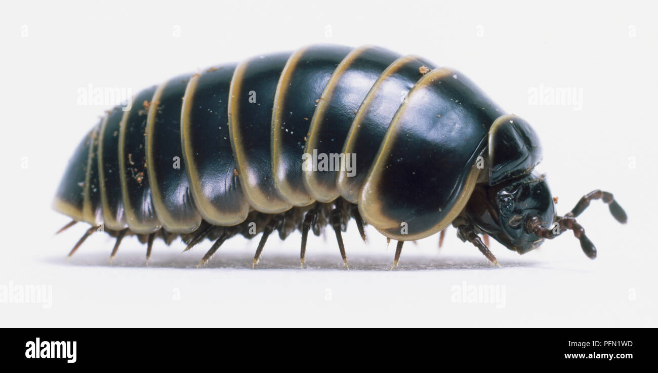 Pill Millipede (Glomeris sp.), side view Stock Photo - Alamy
