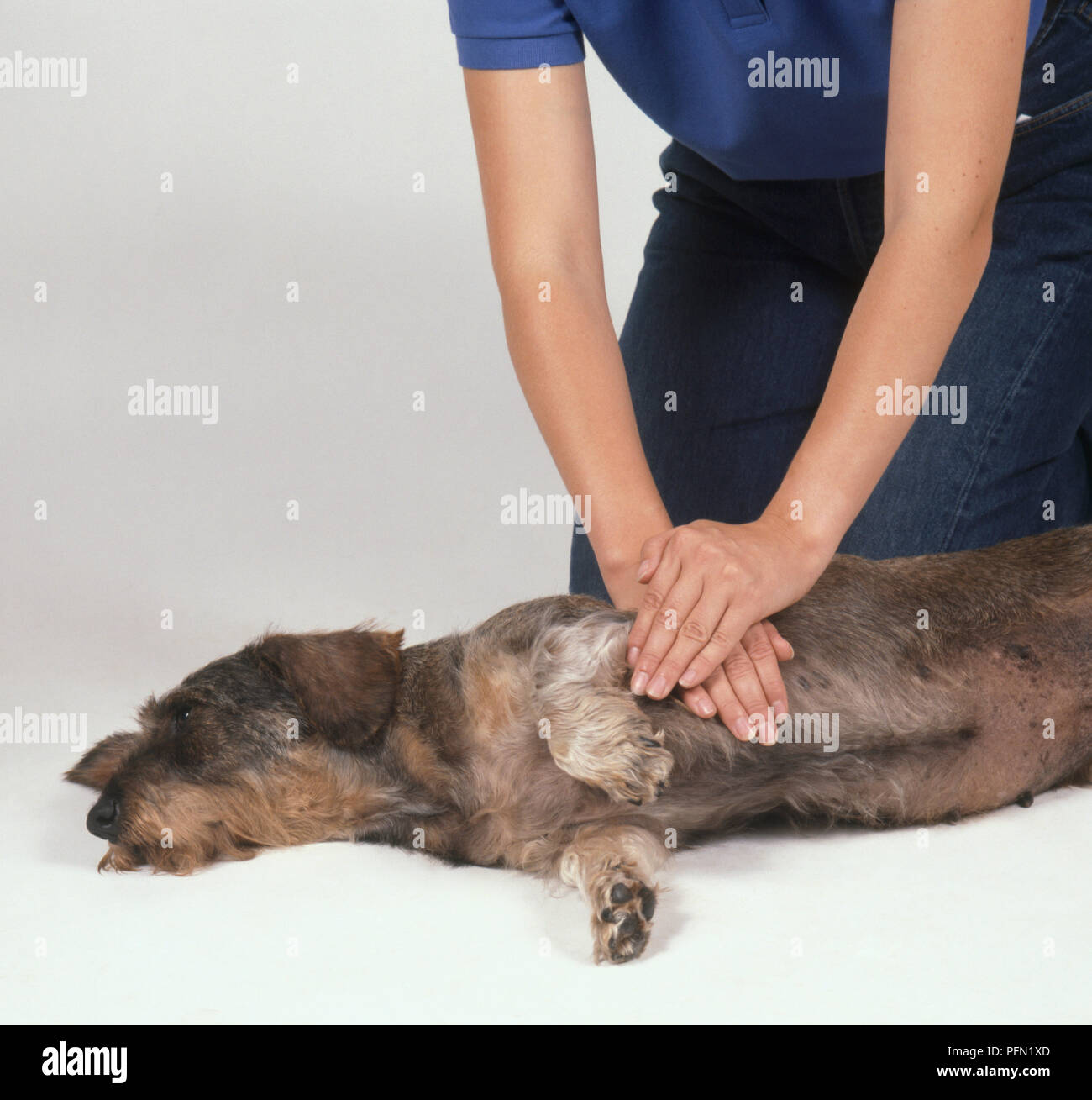 Woman giving CPR to mongrel dog Stock Photo - Alamy
