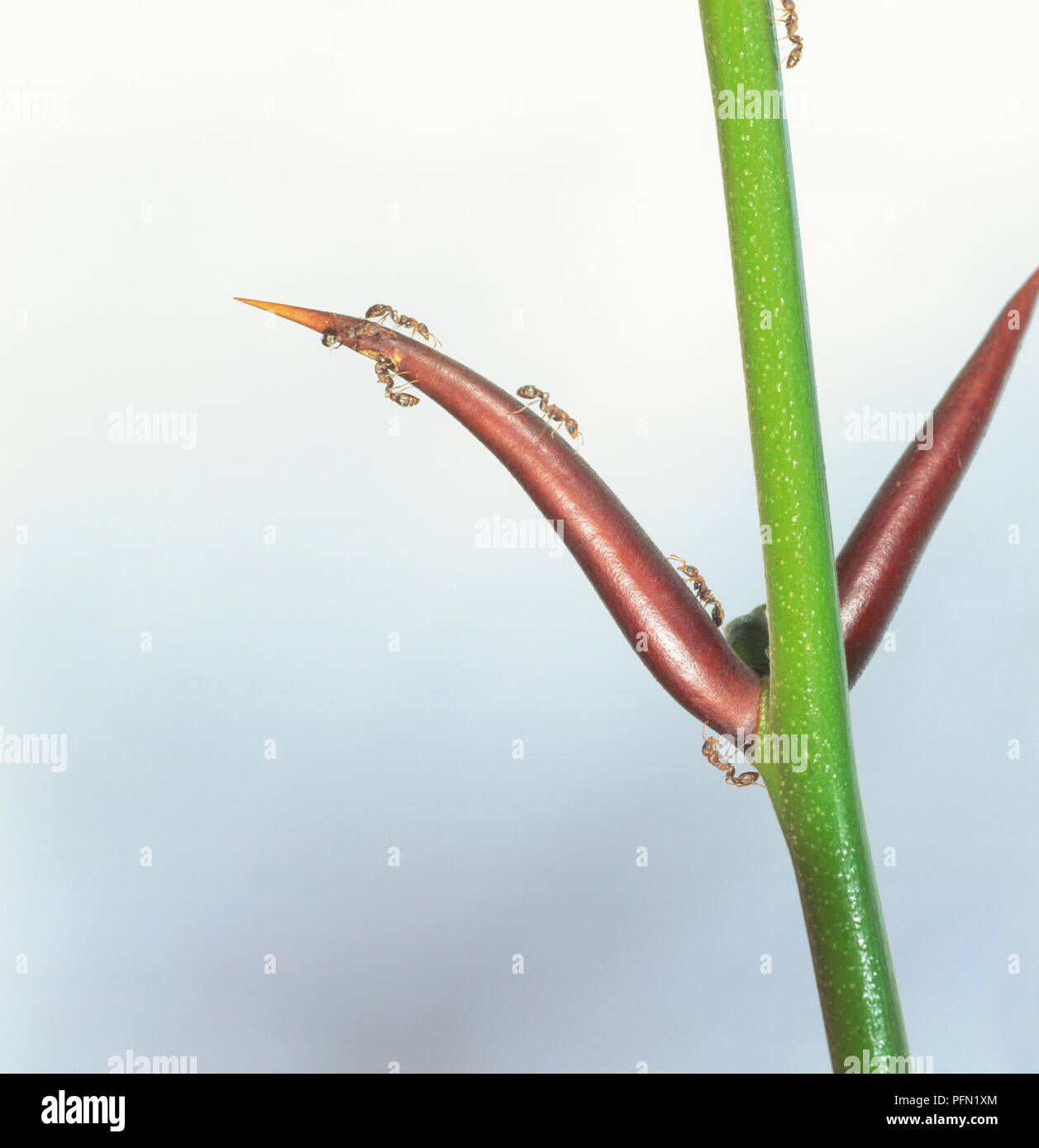 Bull-thorn acacia ants (Pseudomyrmex ferrugineus) on acacia plant Stock ...
