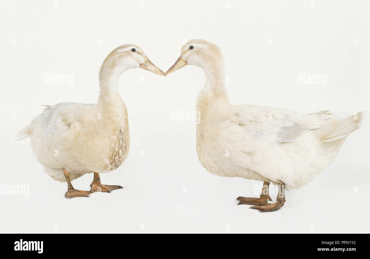 Two white Ducks (Anas sp.) standing opposite each other with beaks ...