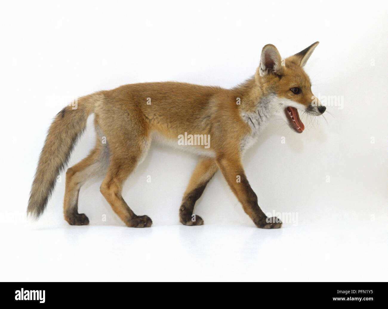 Fox side view hi-res stock photography and images - Alamy