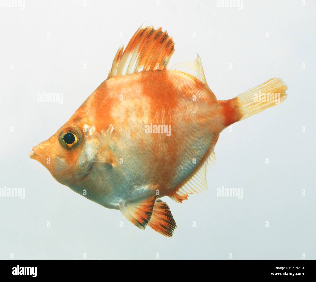 Indo-Pacific boarfish (Antigonia rubescens), side view Stock Photo - Alamy