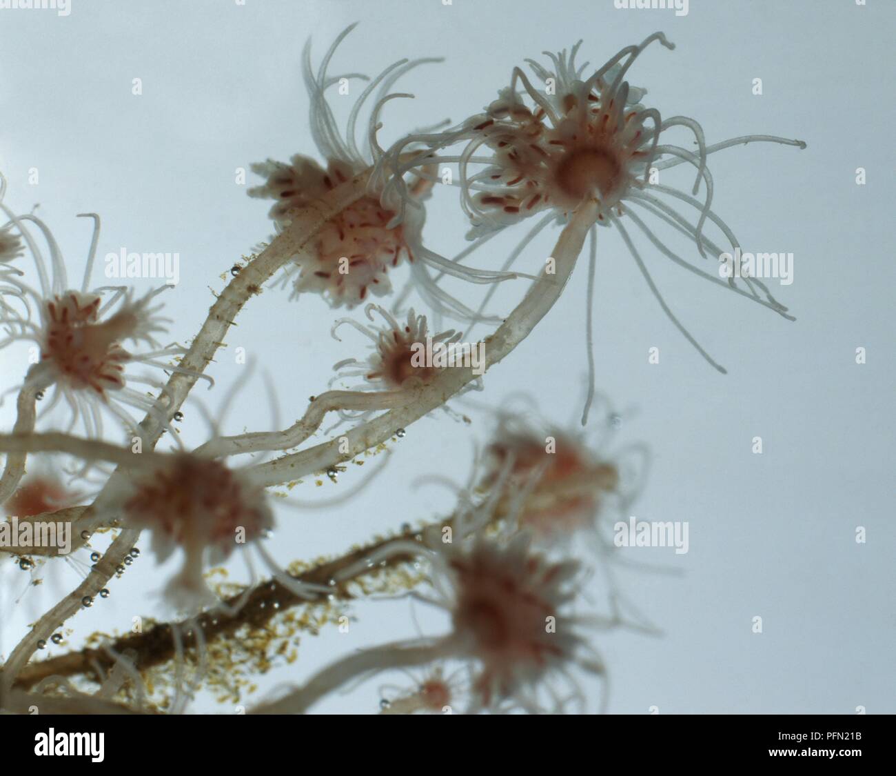 Sea fir (Hydroid), close-up on polyps Stock Photo - Alamy