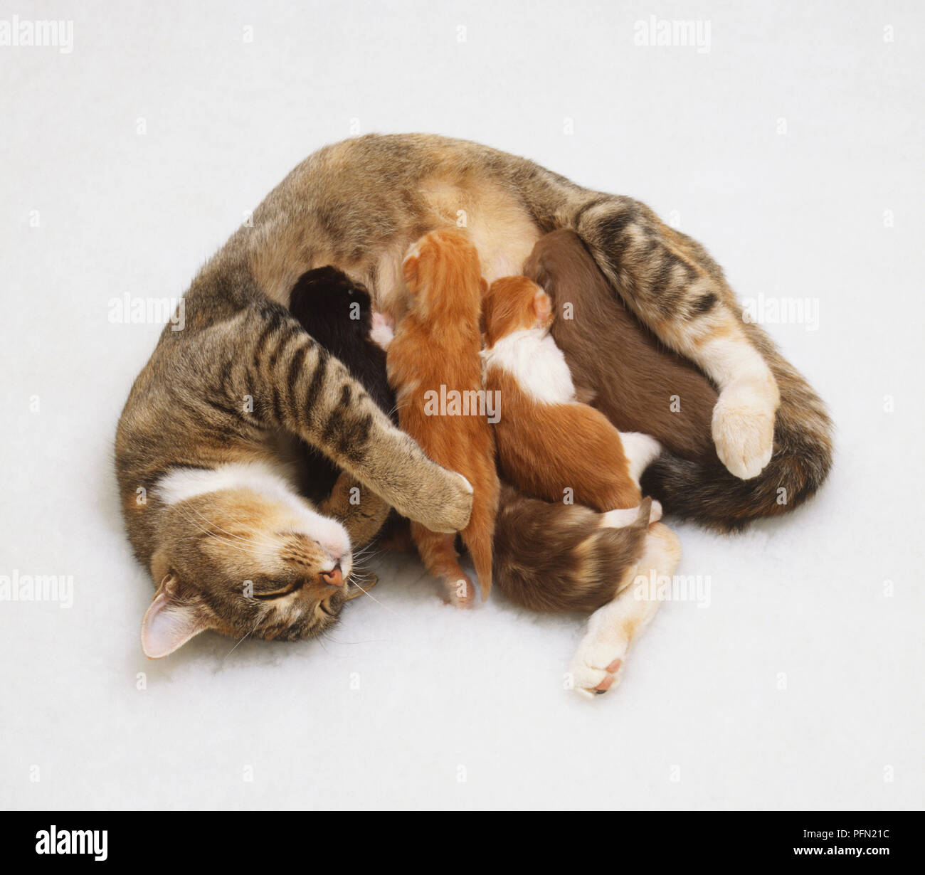 Surrogate mother animal hi-res stock photography and images - Alamy