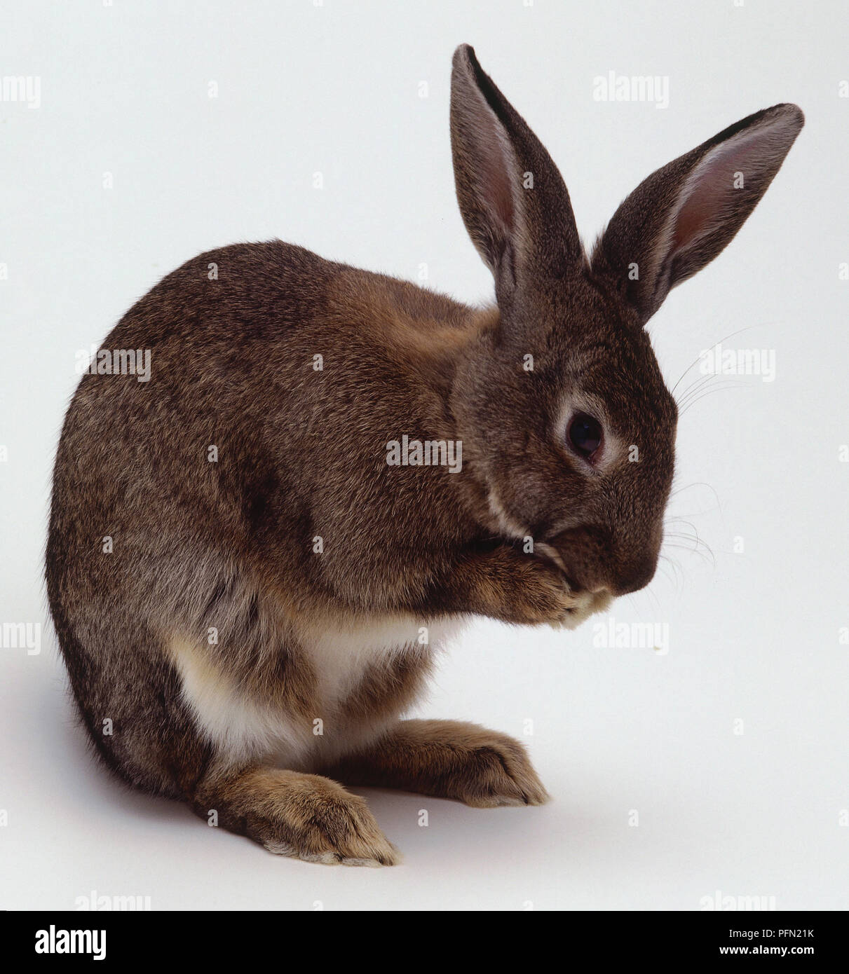 Front paws to mouth hi-res stock photography and images - Alamy