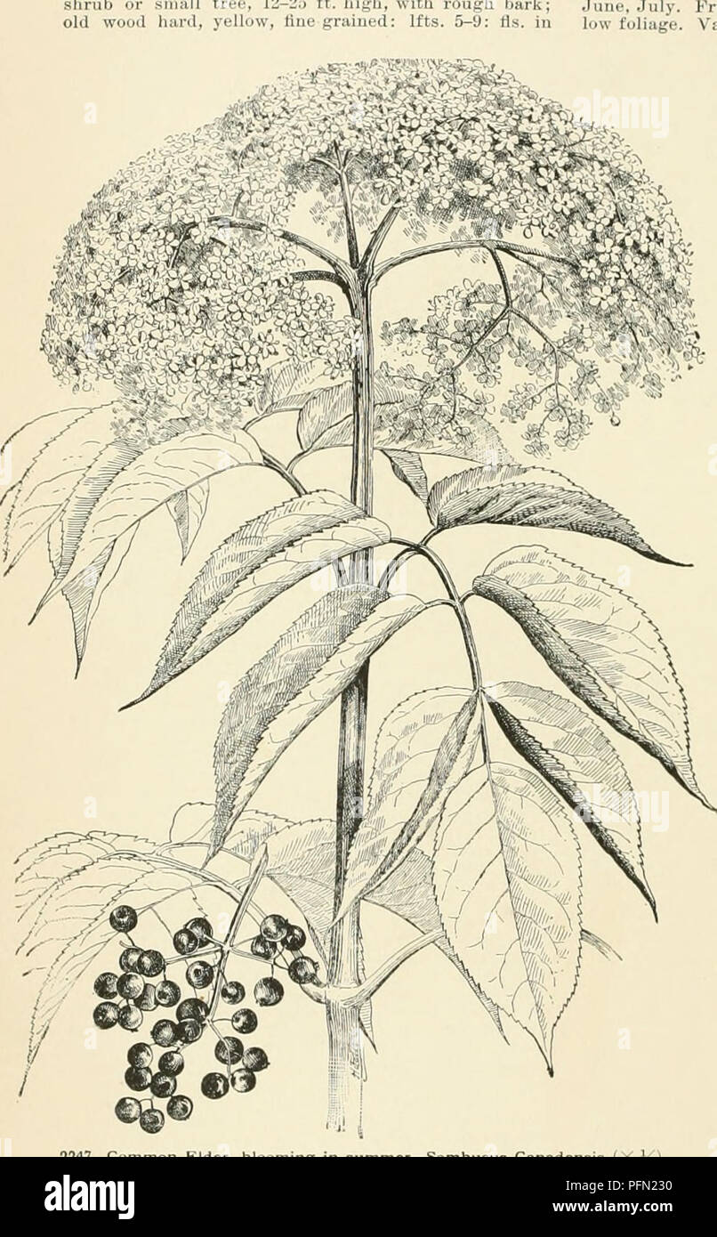 Sambucus canadensis bark hi-res stock photography and images - Alamy