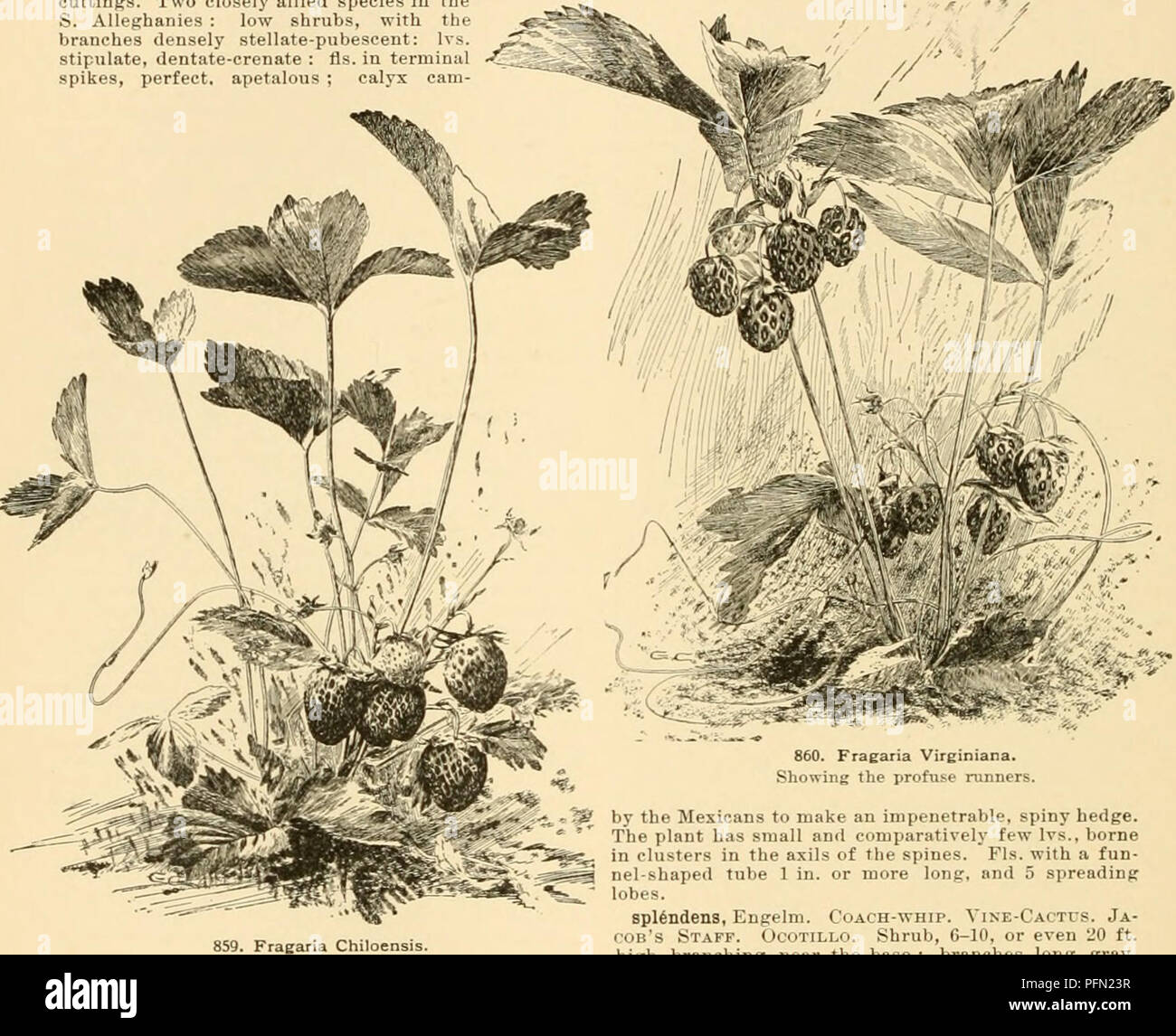 The Corolla Tube Narrow High Resolution Stock Photography and Images ...