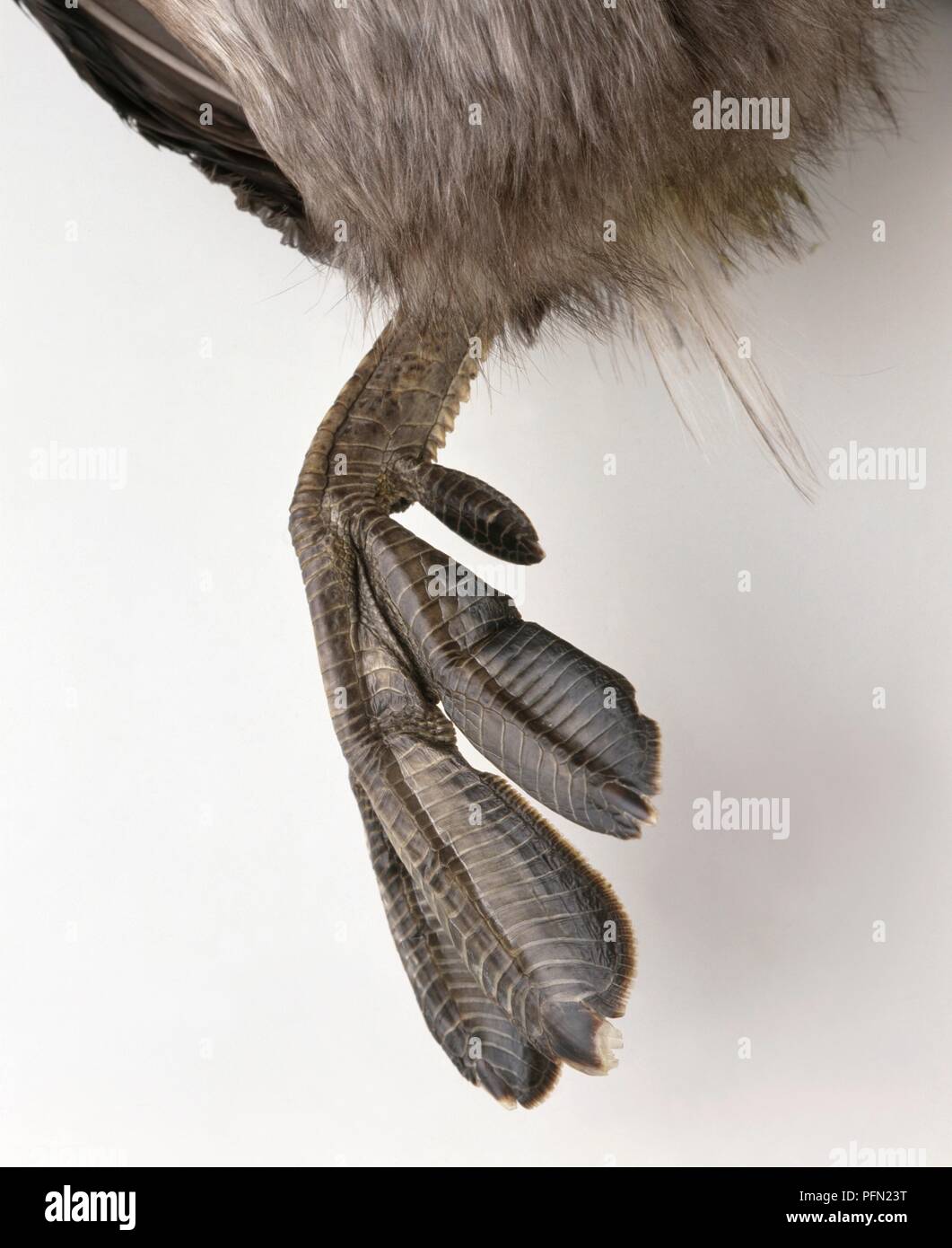 Little grebe (Tachybaptus ruficollis), webbed foot, close-up Stock ...