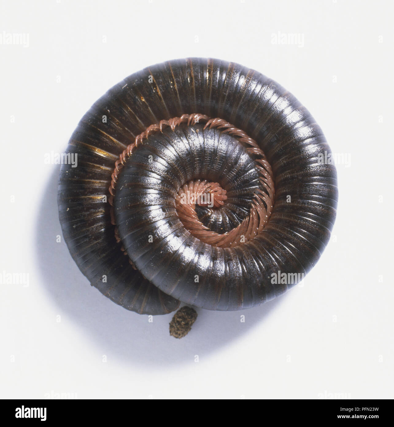 Millipede coil hi-res stock photography and images - Alamy