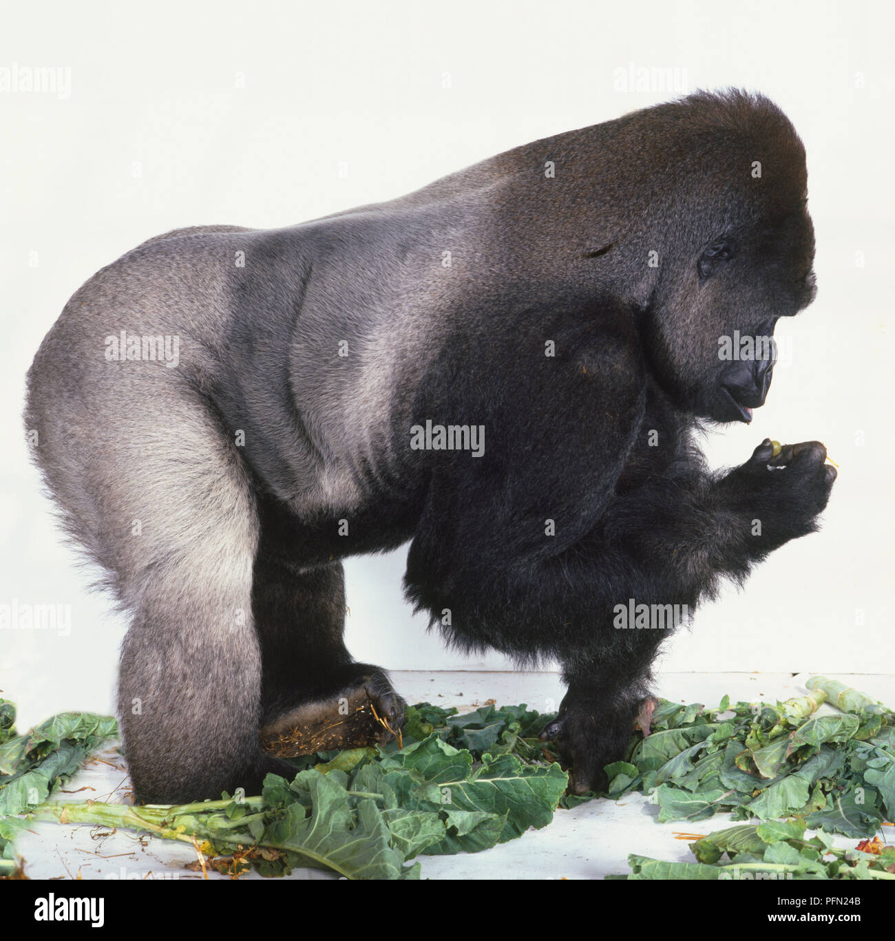 Lowland gorilla holding leaves hi-res stock photography and images - Alamy