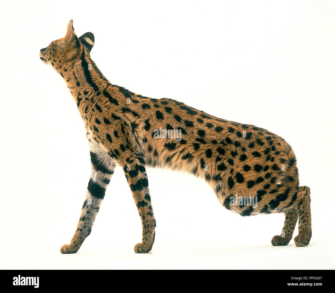 Serval cat (Felis serval), side view Stock Photo - Alamy