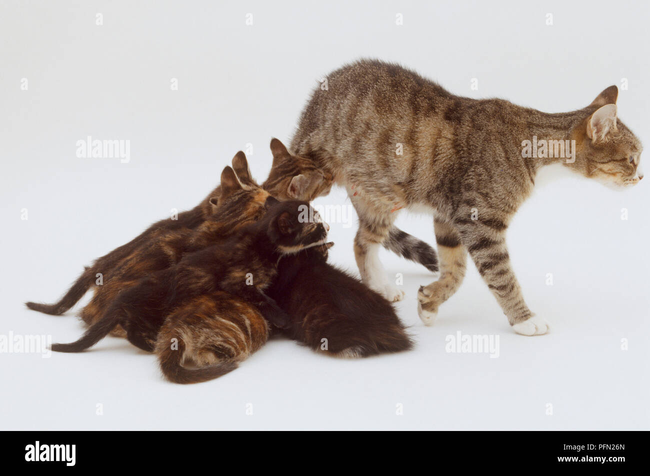 Exhausted feline hi-res stock photography and images - Alamy